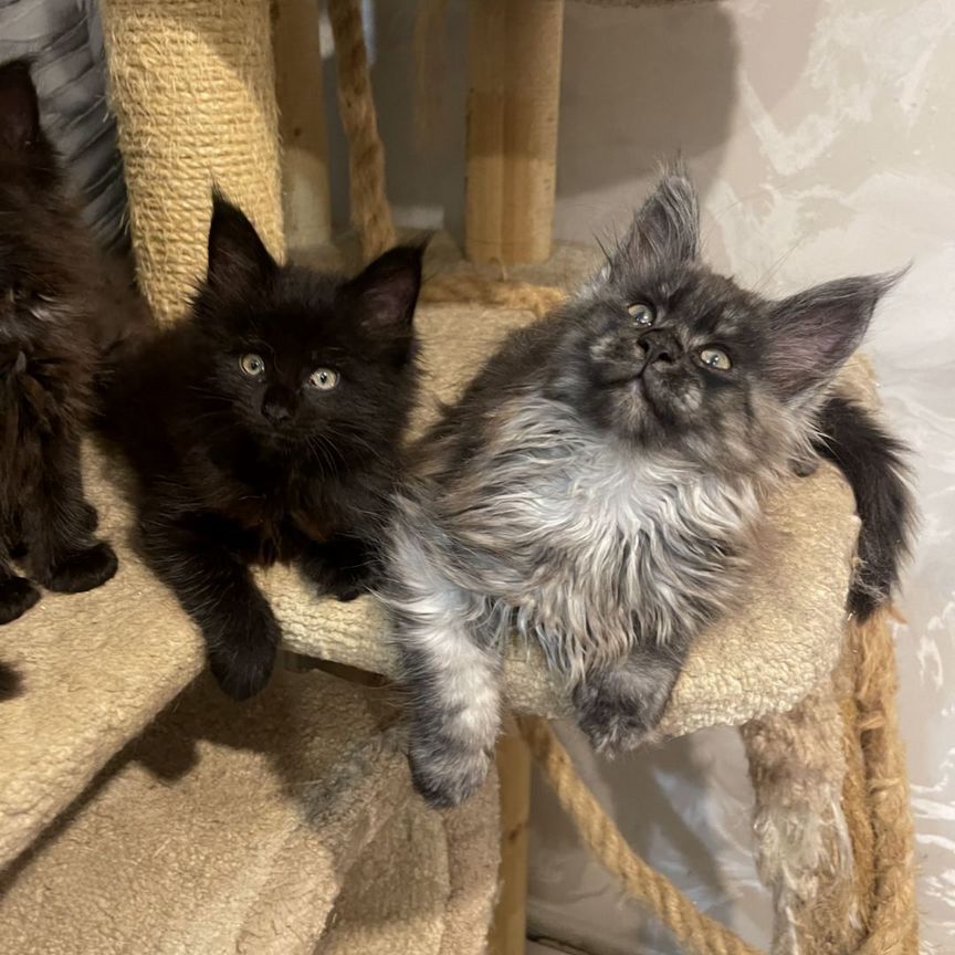 Мейн-кун котёнок