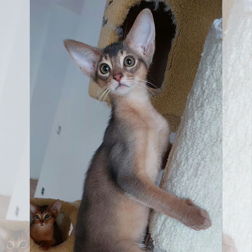 Абиссинский котик