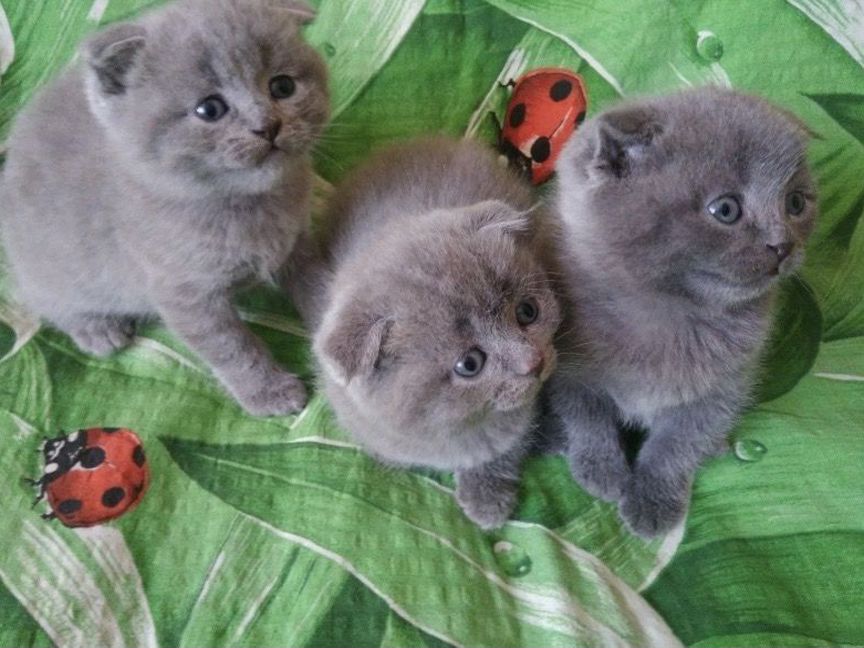 Шотландские вислоухие котята