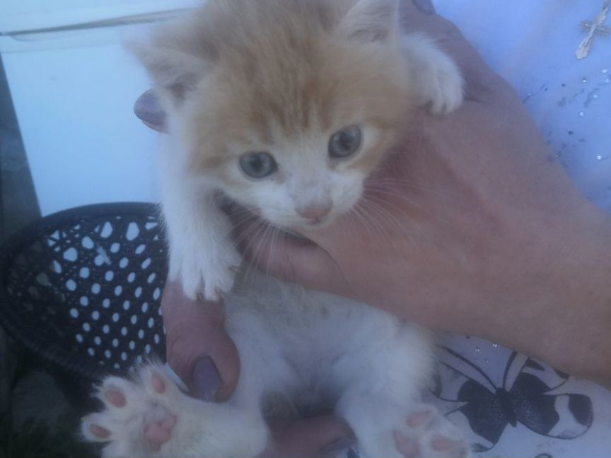 Очаровательные рыженькие котята