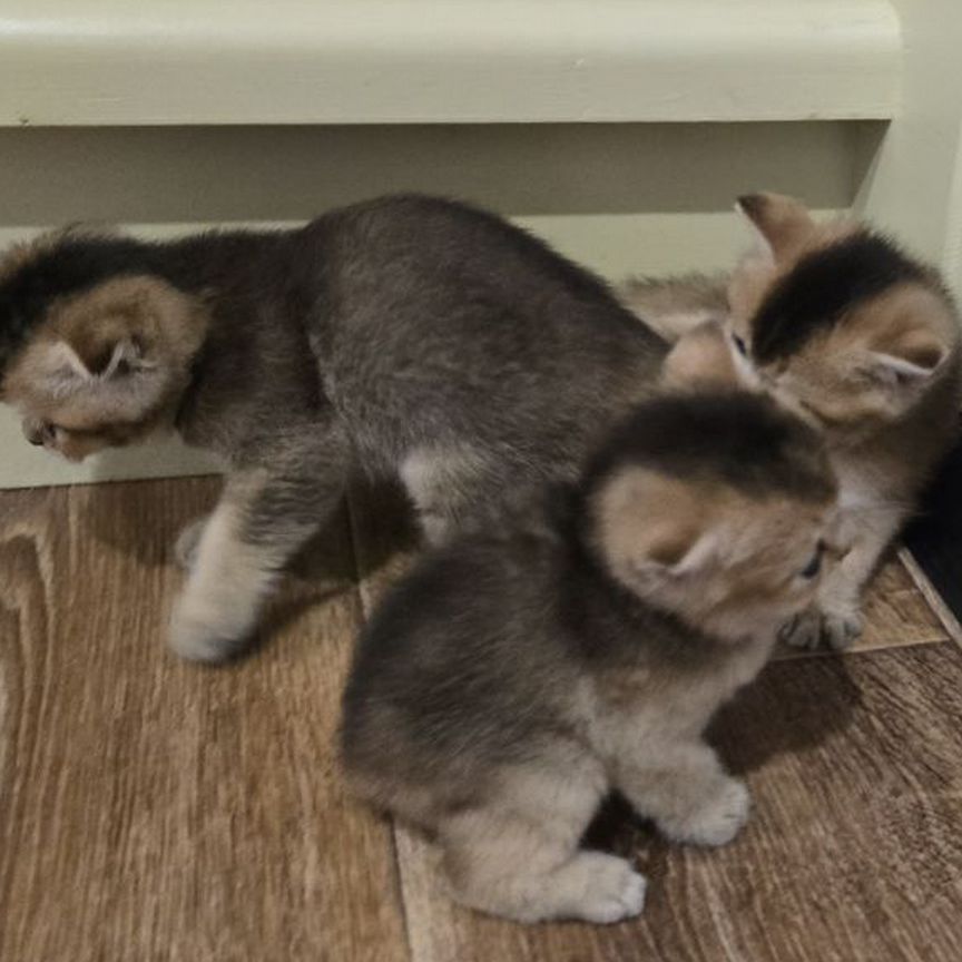 Шотландские котята, окрас золотая шиншилла