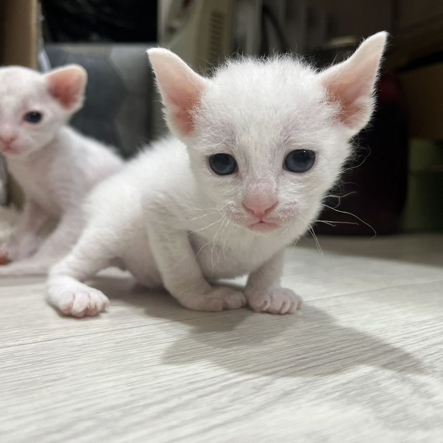 Донской сфинкс котята