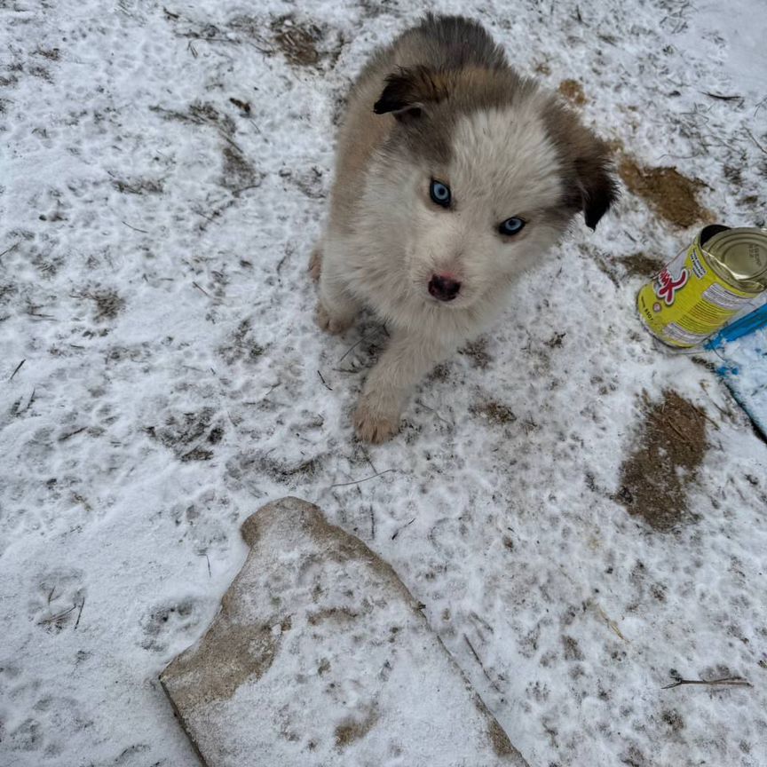 Отдам в добрые руки