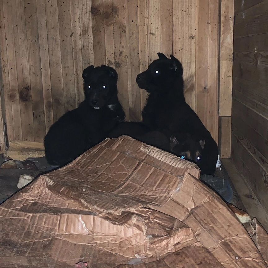 Собаки бесплатно в добрые руки щенки