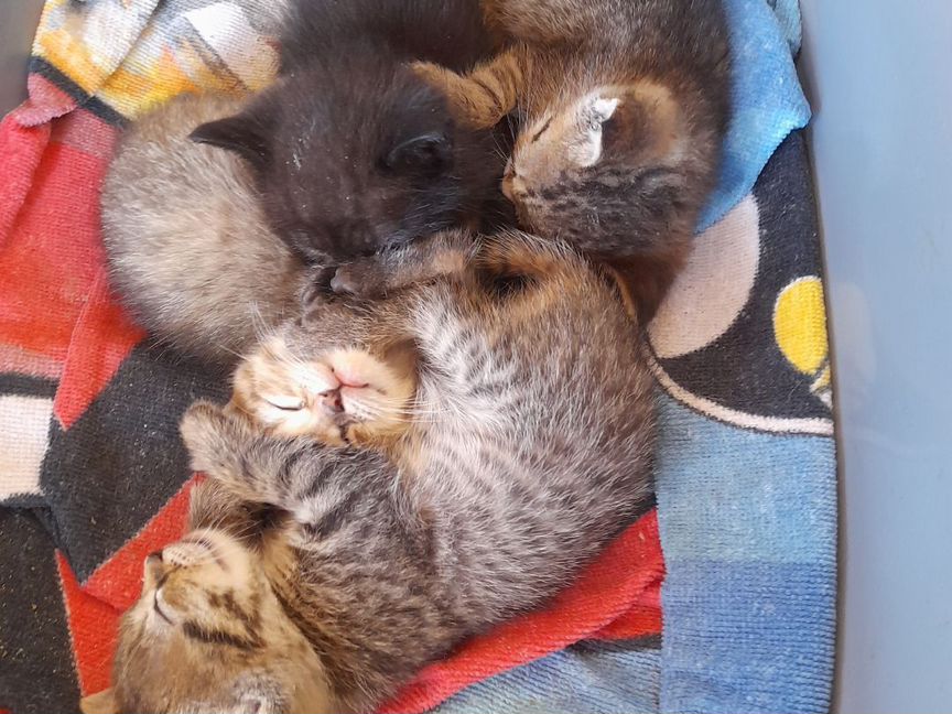 Котята в добрые руки