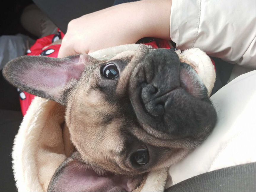 Французский бульдог немецкая овчарка