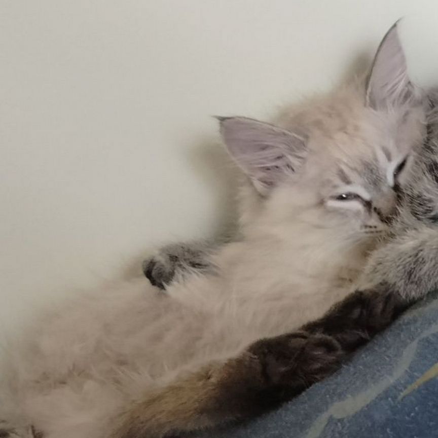 Кошечка