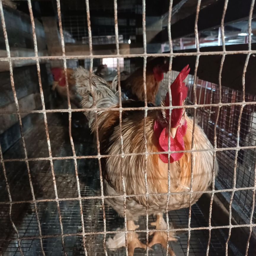 Молодые петухи