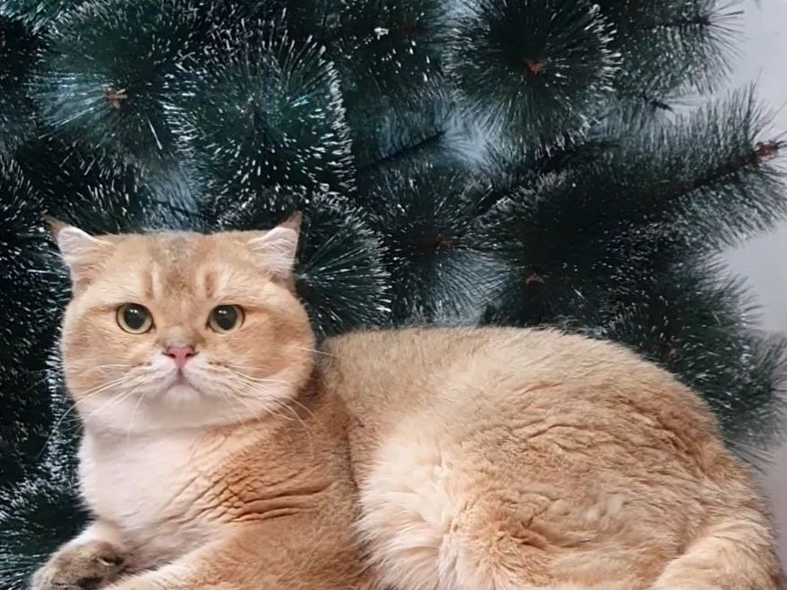 Шотланская золотая шиншилла кот