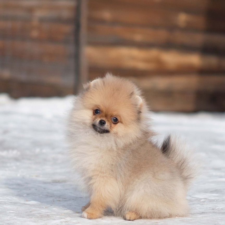 Померанский шпиц мини девочка