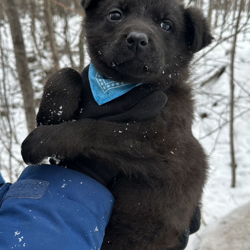 Щенок в добрые руки