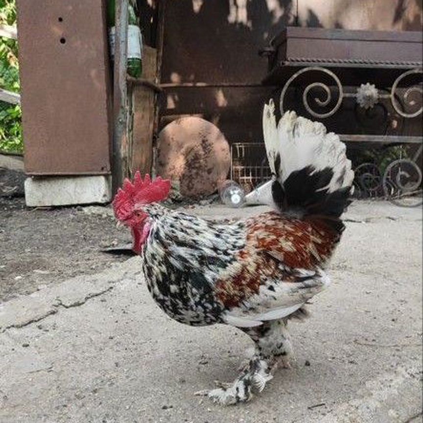 Карликовый петух