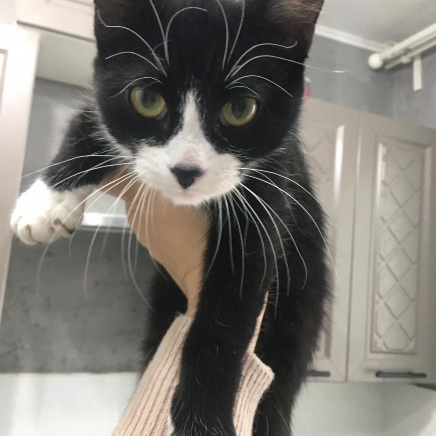Котенок красавец