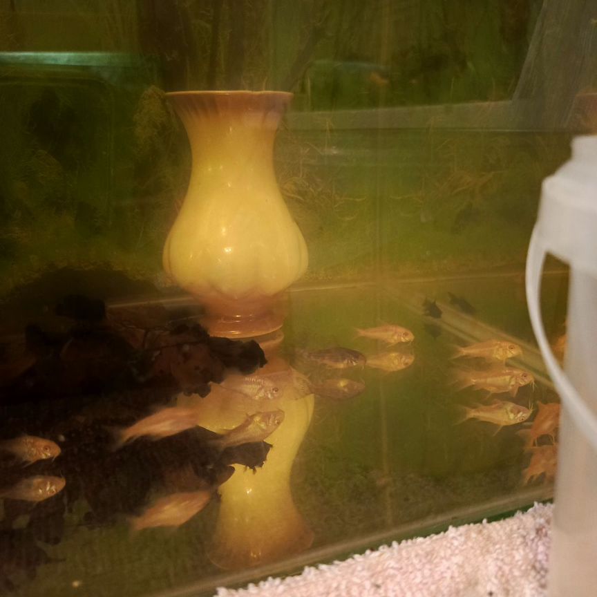 Аквариумные рыбки