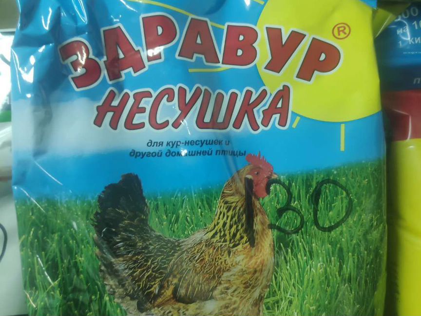 Здравур несушка,крепковит, Борька