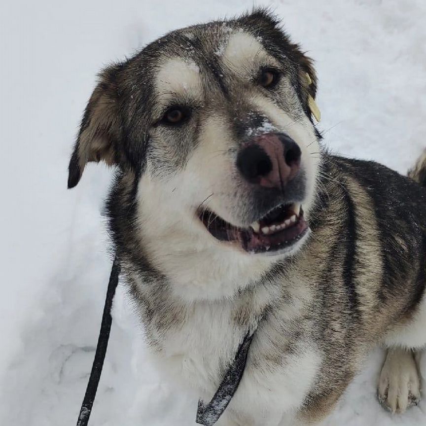 Собака в добрые руки