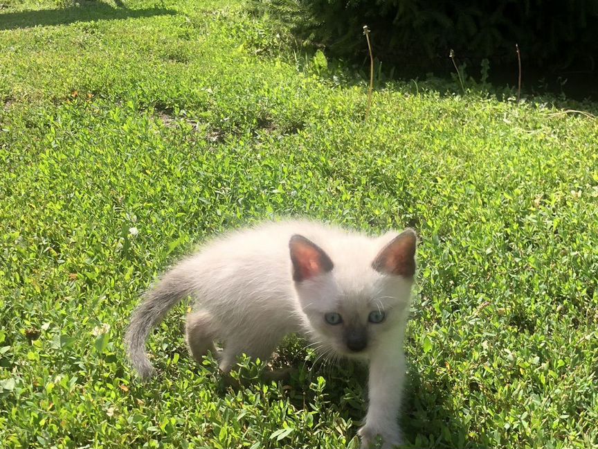Котенок мальчик 1 месяц