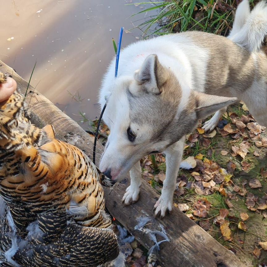 Западносибирская лайка, щенок