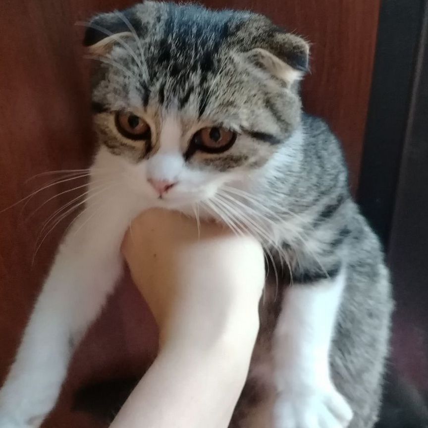 Котенок мальчик вислоухий бесплатно