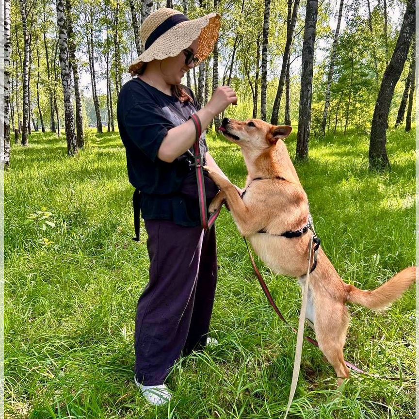 Взрослая собака в добрые руки
