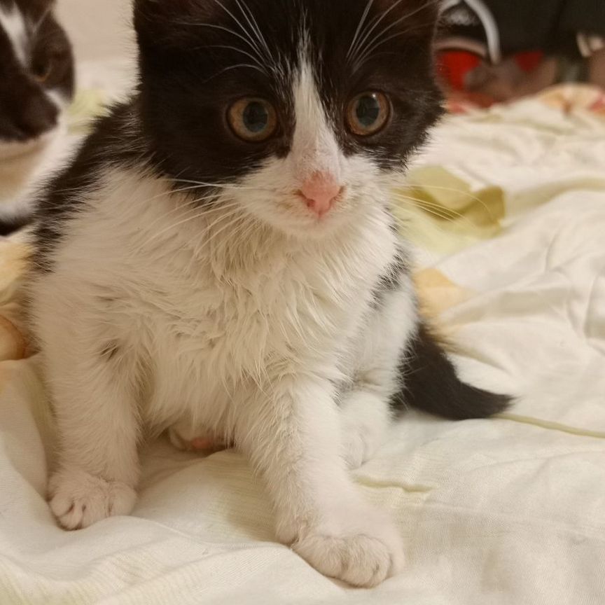 Котенок в любящие ручки)