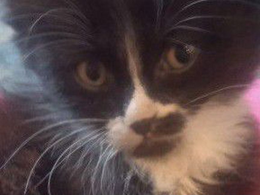 Фунтик ищет добрых любящих хозяев