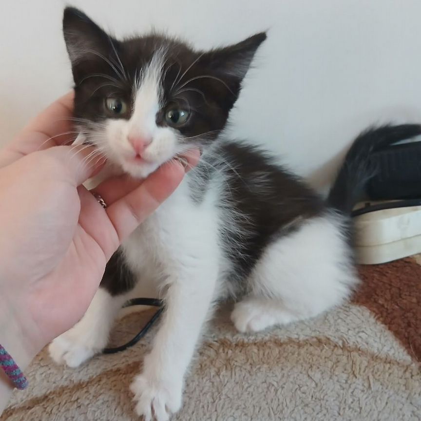 Котёнок в добрые руки