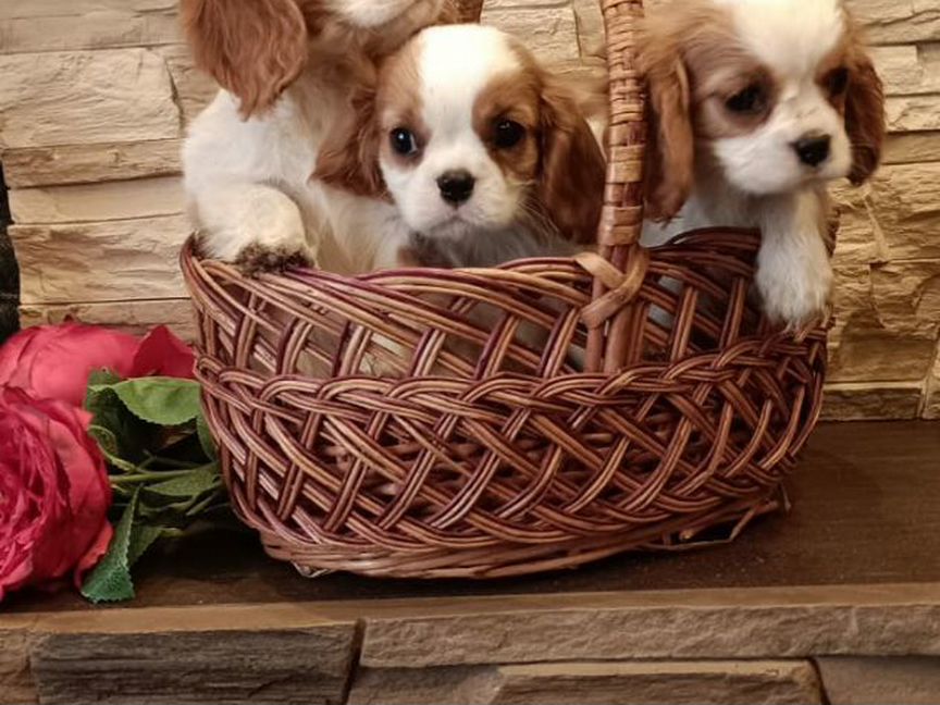 Кавалер Кинг Чарльз спаниель роскошные щенки