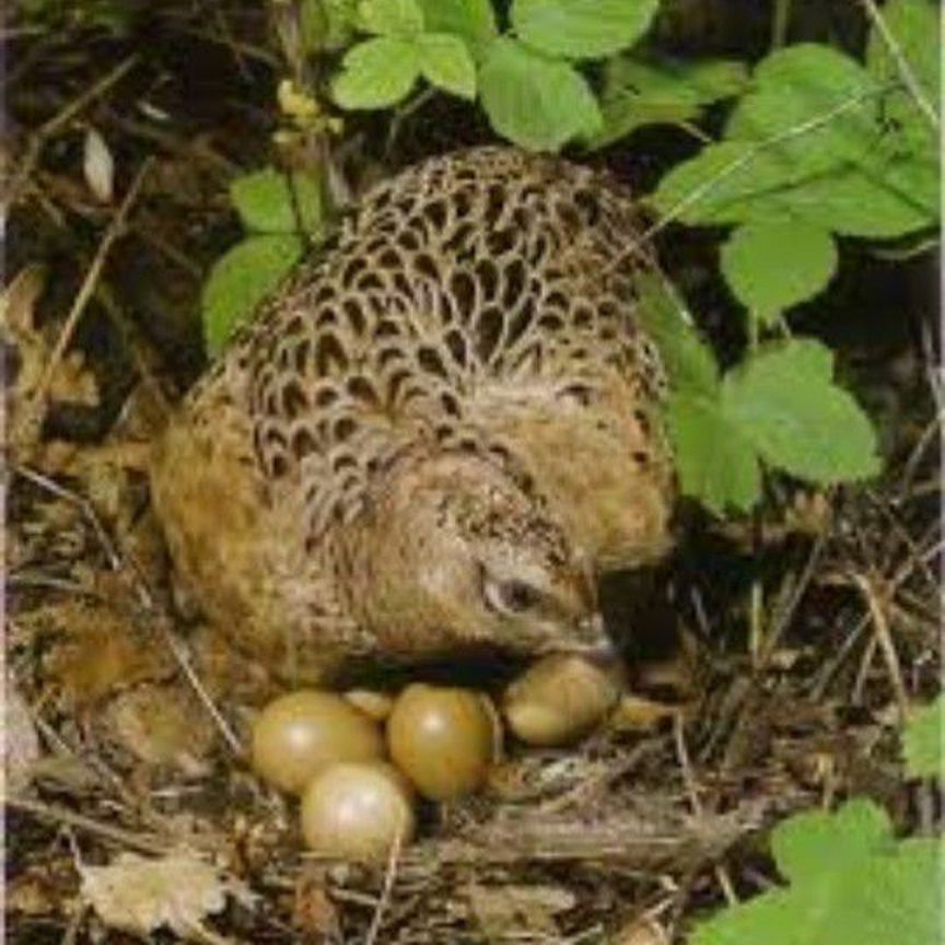 Яйца фазана инкубационные к у п л ю