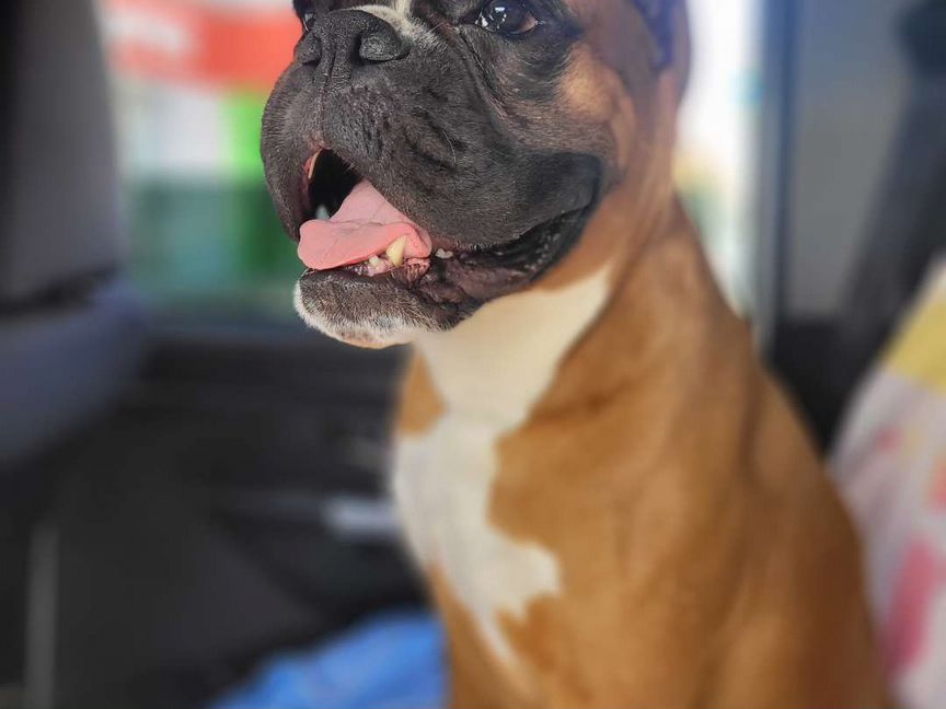 Боксер вязка