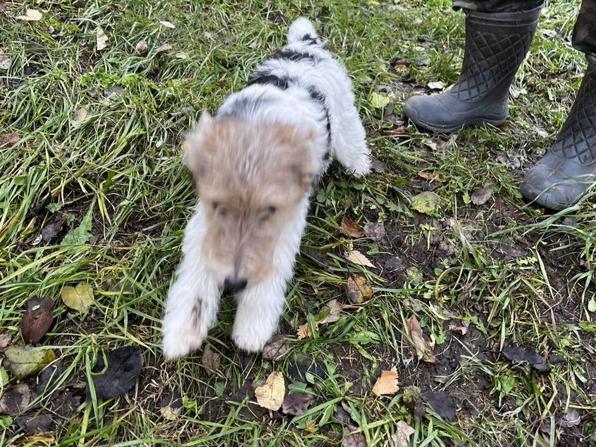 Собака фокстерьер