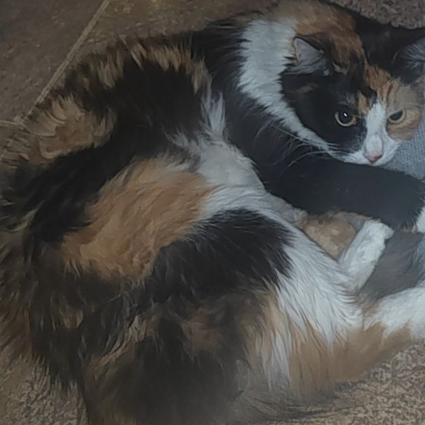 Кошка в дар