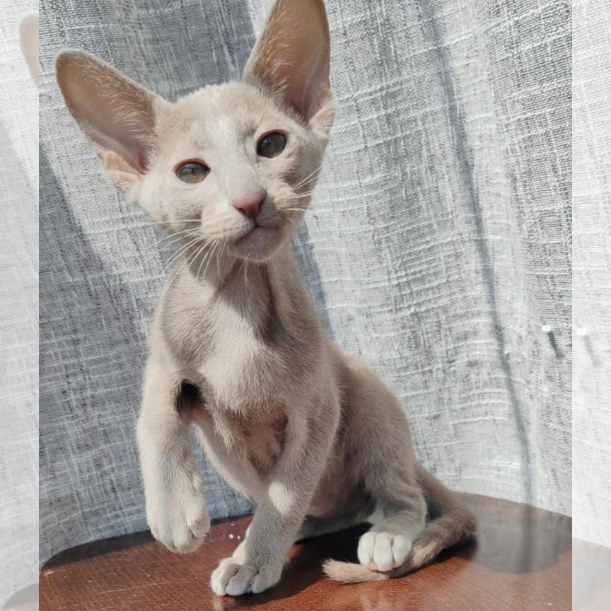 Крутые ори котята