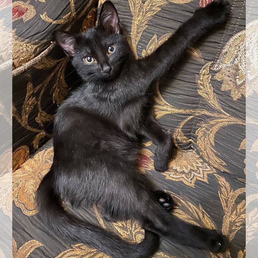 Котёнок в добрые руки