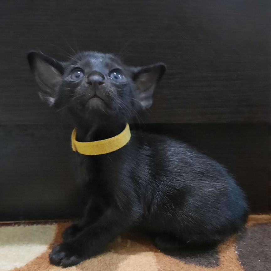 Ориентальные котята
