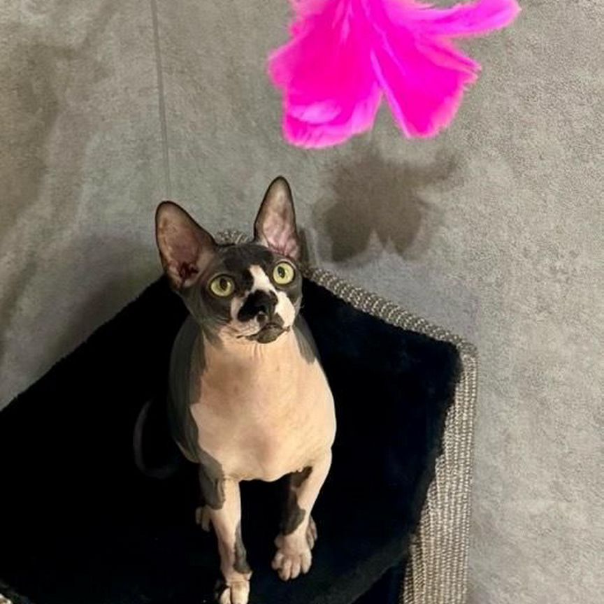 Канадский сфинкс в добрые руки