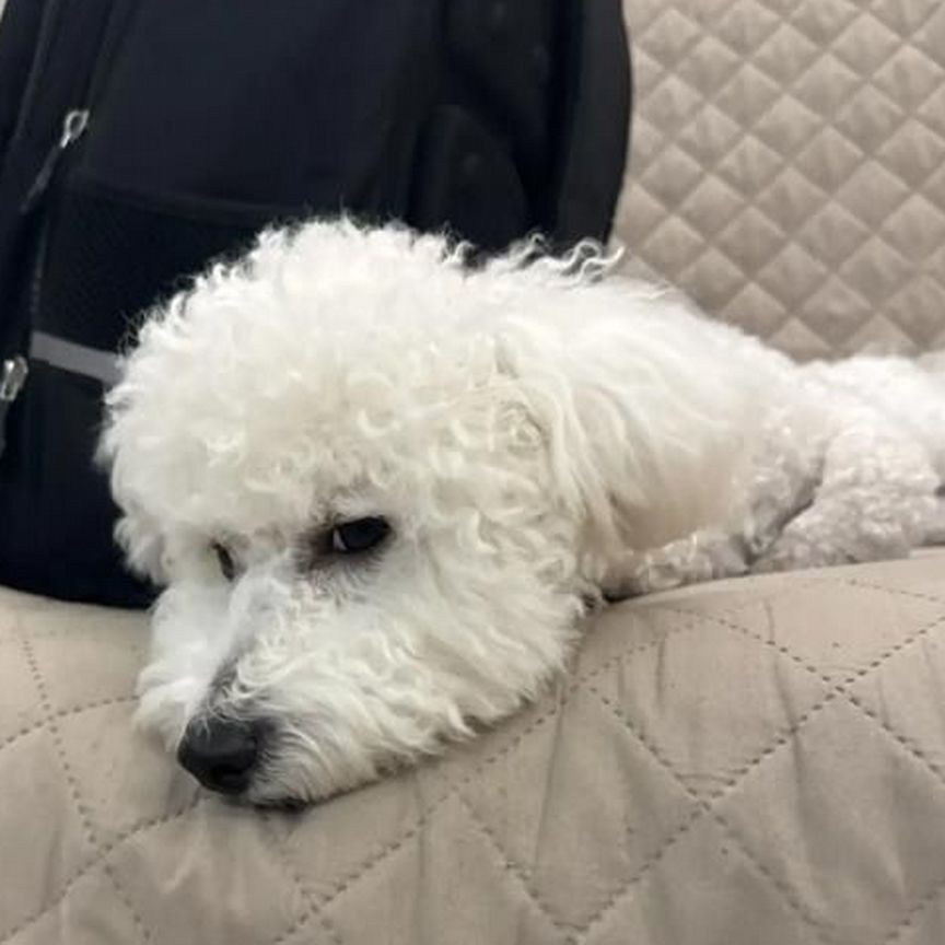 Бишон фризе, взрослый пёс