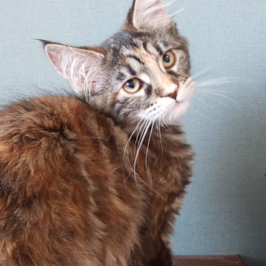 Кошка котенок Мейн-кун