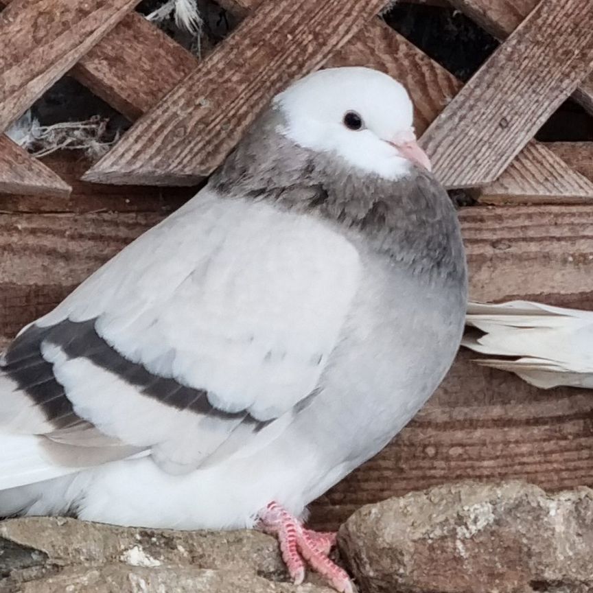 Продажа голубей