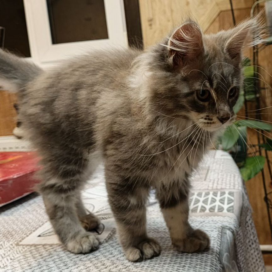 Мейн-кун котёнок