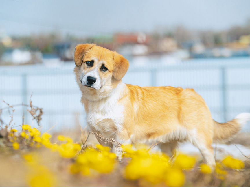 Собака Джуди корги ищет дом