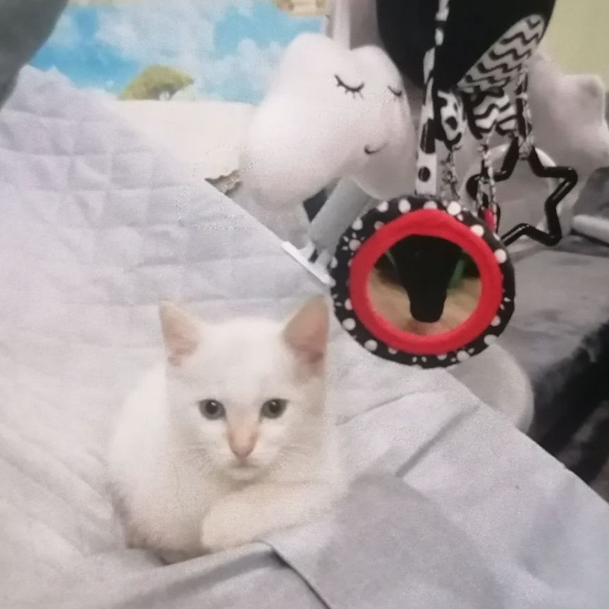 Котёнок в добрые руки