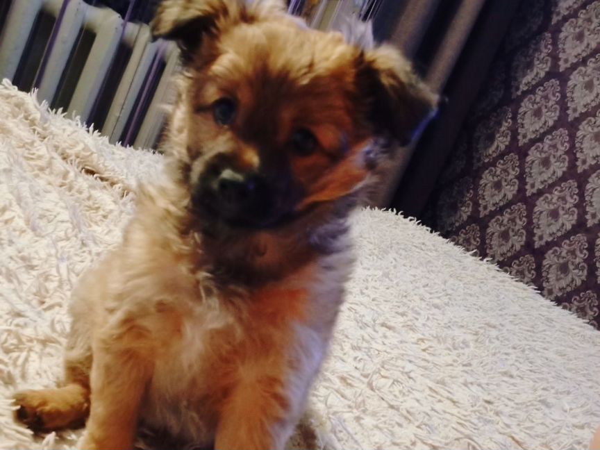 Маленькая собака