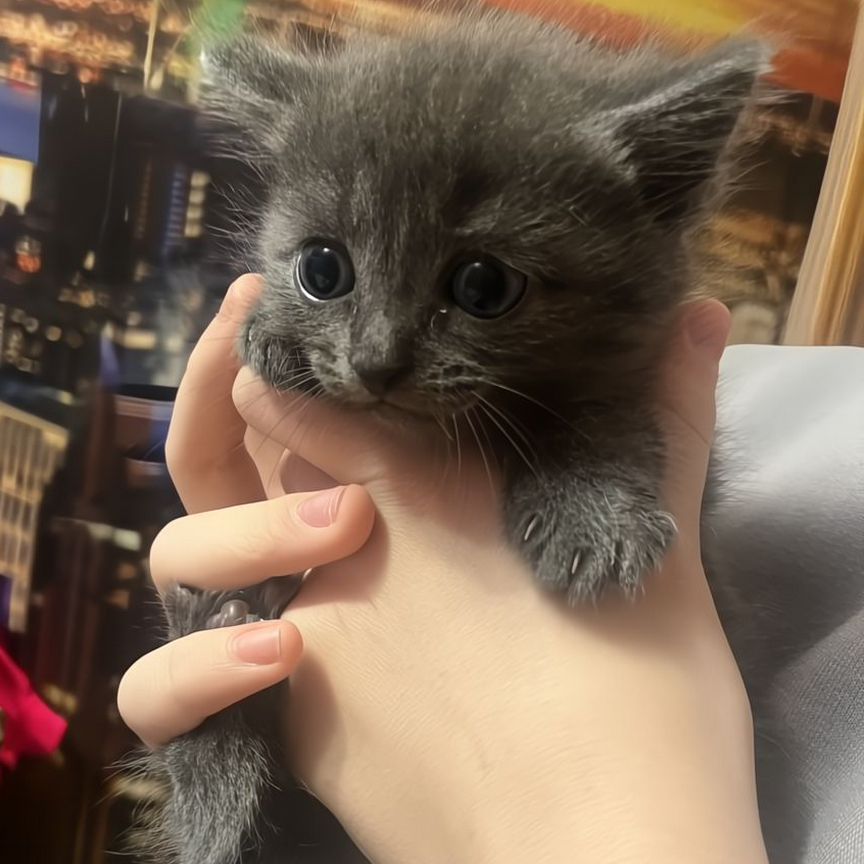 Котёнок в добрые руки