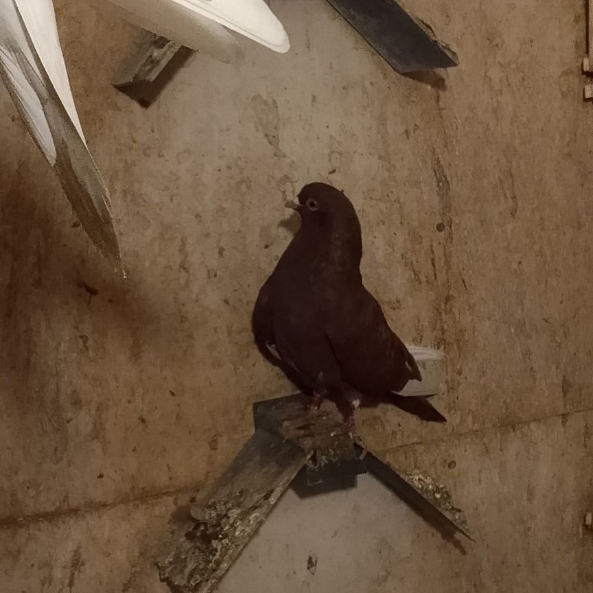 Продажа голубей