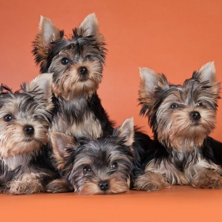 Супер мини-йорки