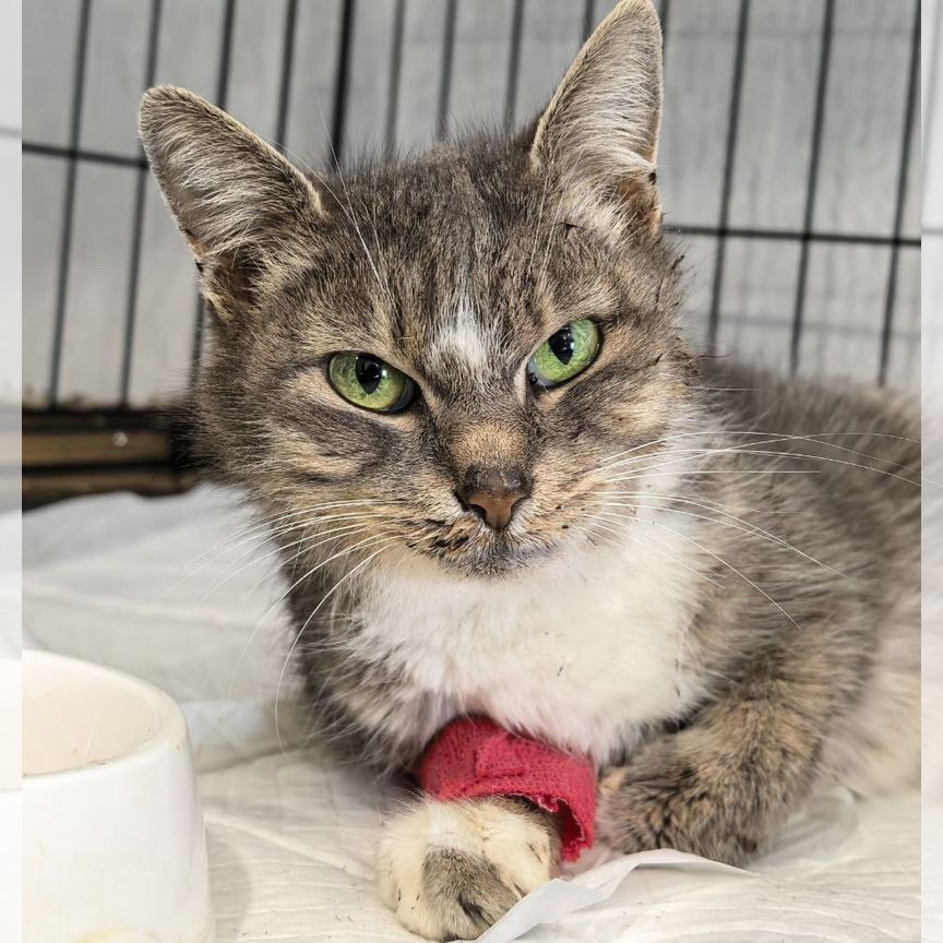 Взрослая, кошка в добрые руки