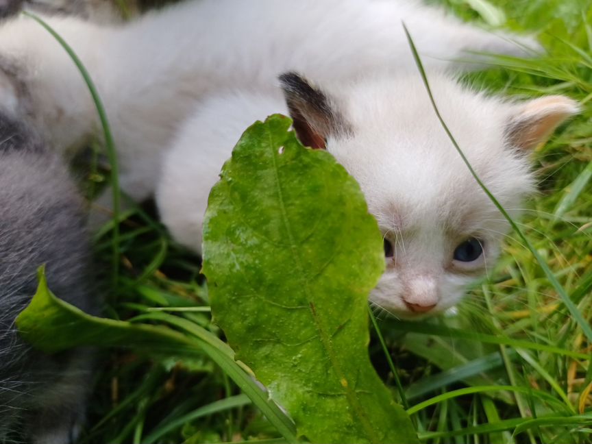 Котята в дар