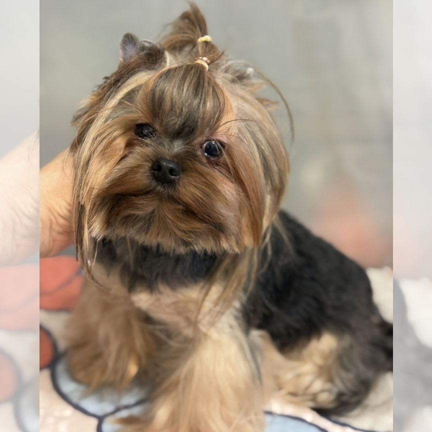 Йоркширский терьер, взрослая собака