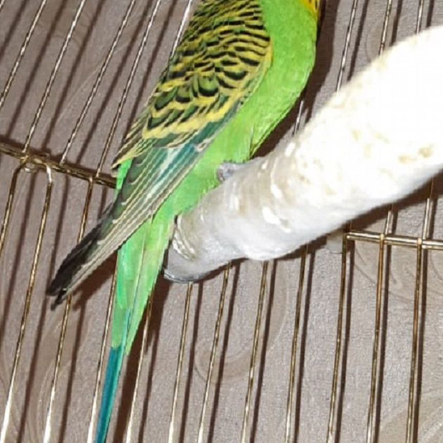 Отдать бесплатно волнистый попугай самец
